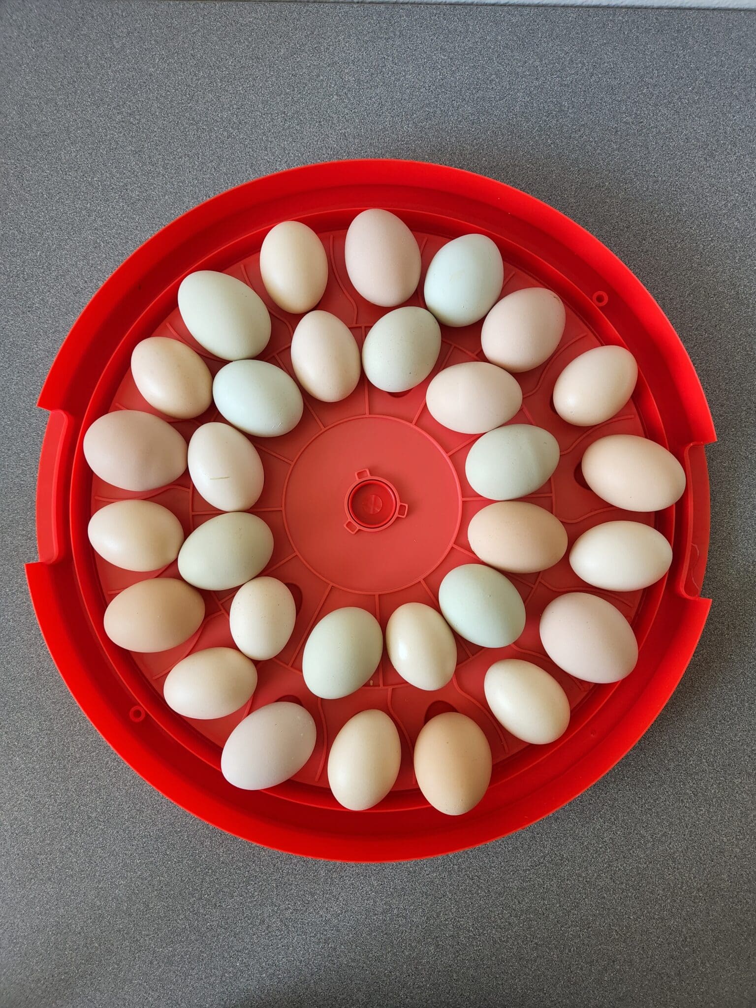 Rugg'EGG' Ranch Egg Incubator Features - RUGGED RANCH